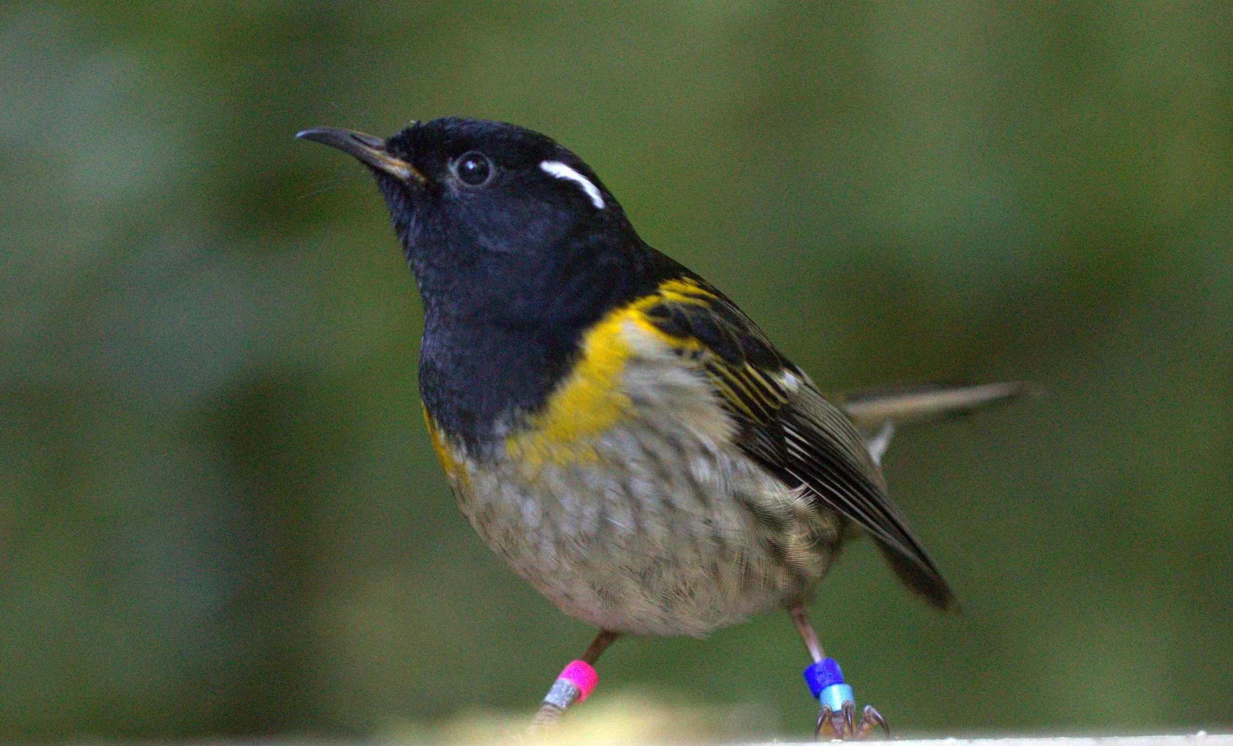 Sanctuary — Rotokare Scenic Reserve