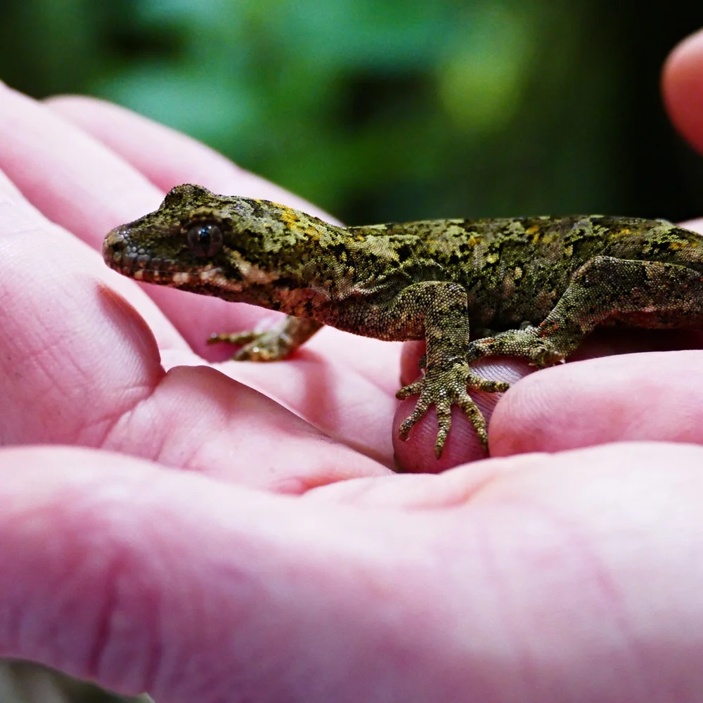 Wildlife — Rotokare Scenic Reserve