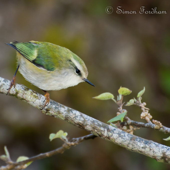 Birds — Rotokare Scenic Reserve