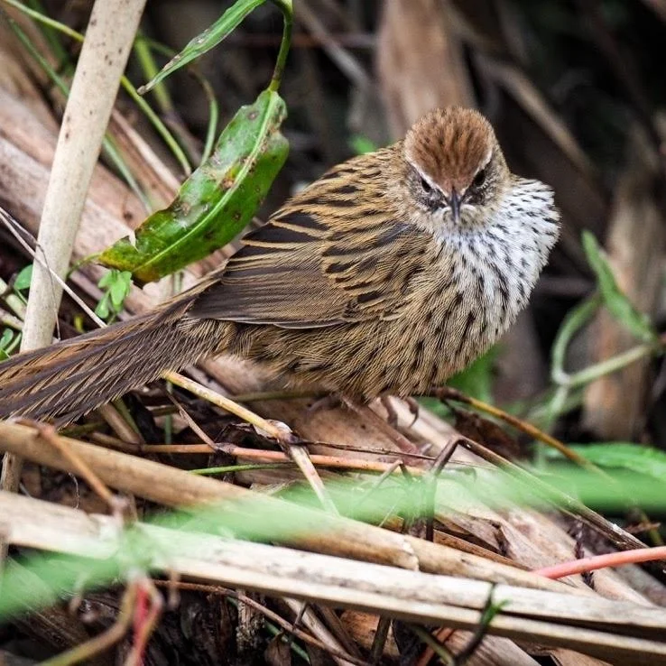 Birds — Rotokare Scenic Reserve