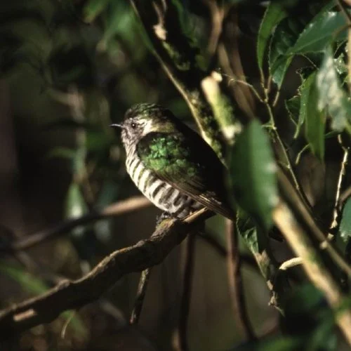 Birds — Rotokare Scenic Reserve