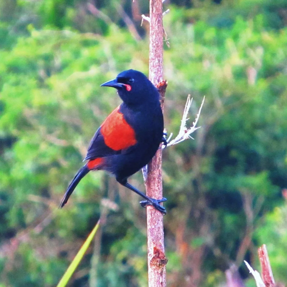 Birds — Rotokare Scenic Reserve