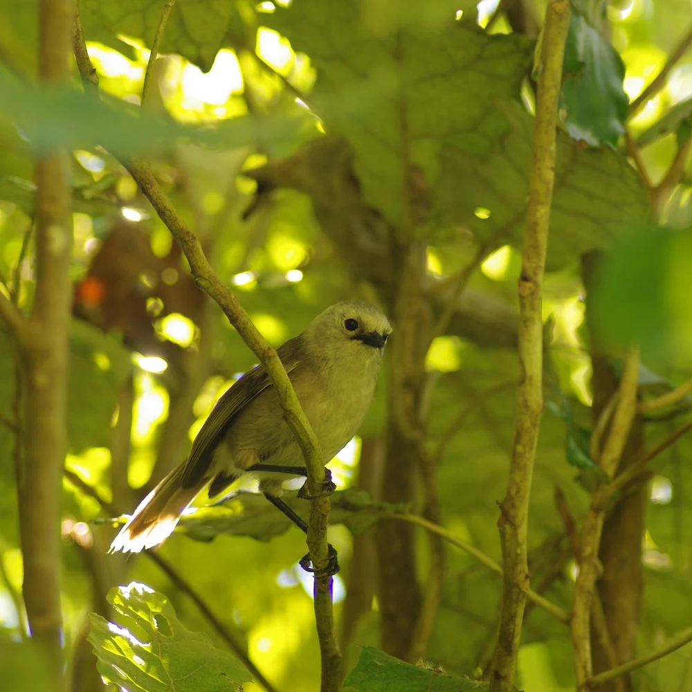 Birds — Rotokare Scenic Reserve