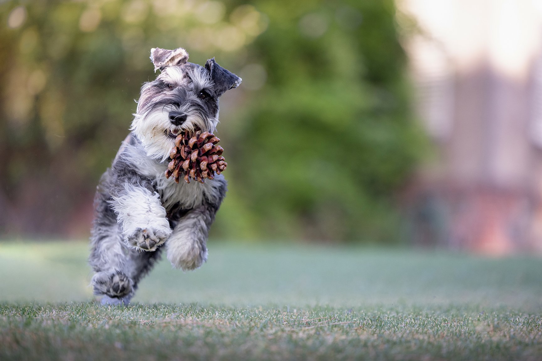 Pet Photographer Albany WA - Look Back and Smile Photography