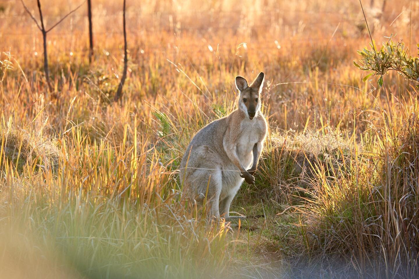 Tenterfield Lodge & Caravan Park