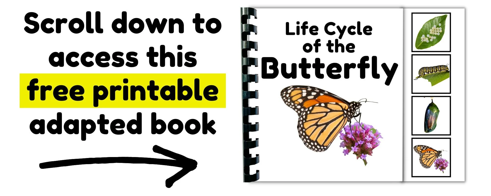 LIFE CYCLES ADAPTED BOOKS / ADAPTIVE BOOKS FOR SPECIAL EDUCATION FREE ...