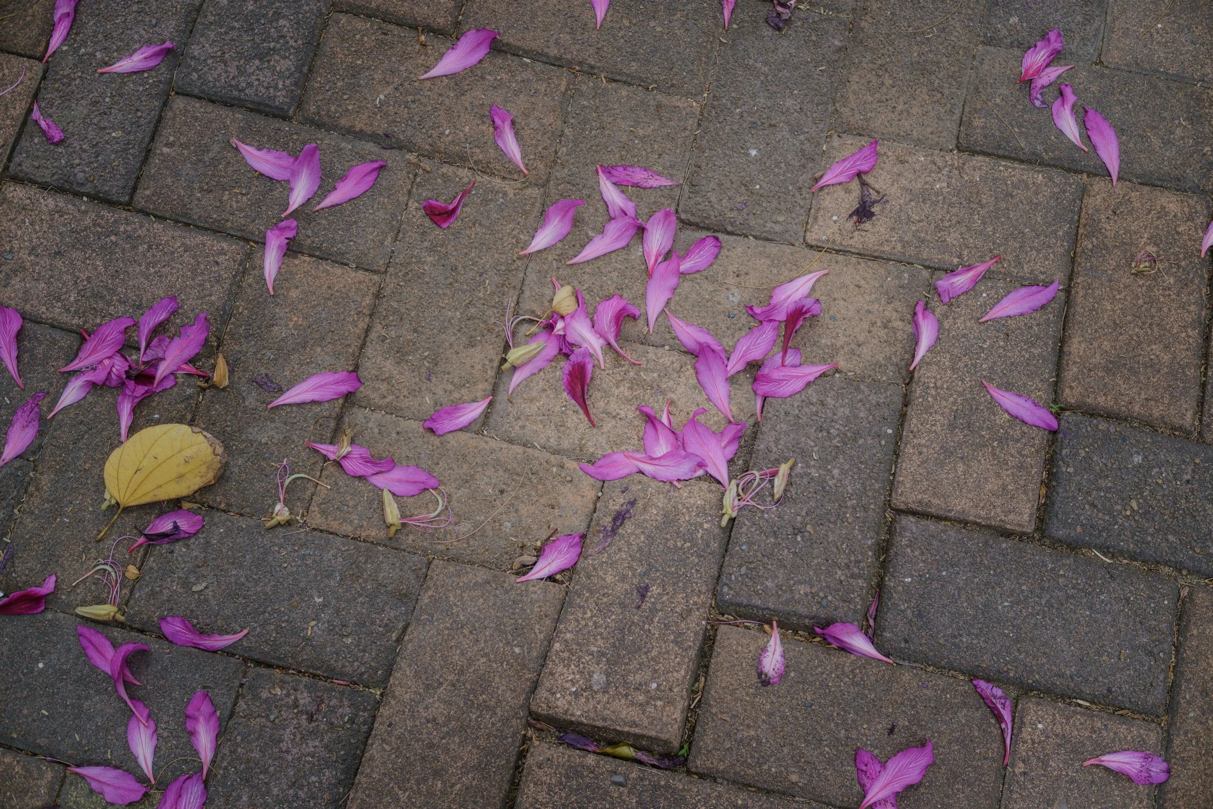 Honoring the Matriarch: What It Means to Lead, to Lose, and to Carry ...