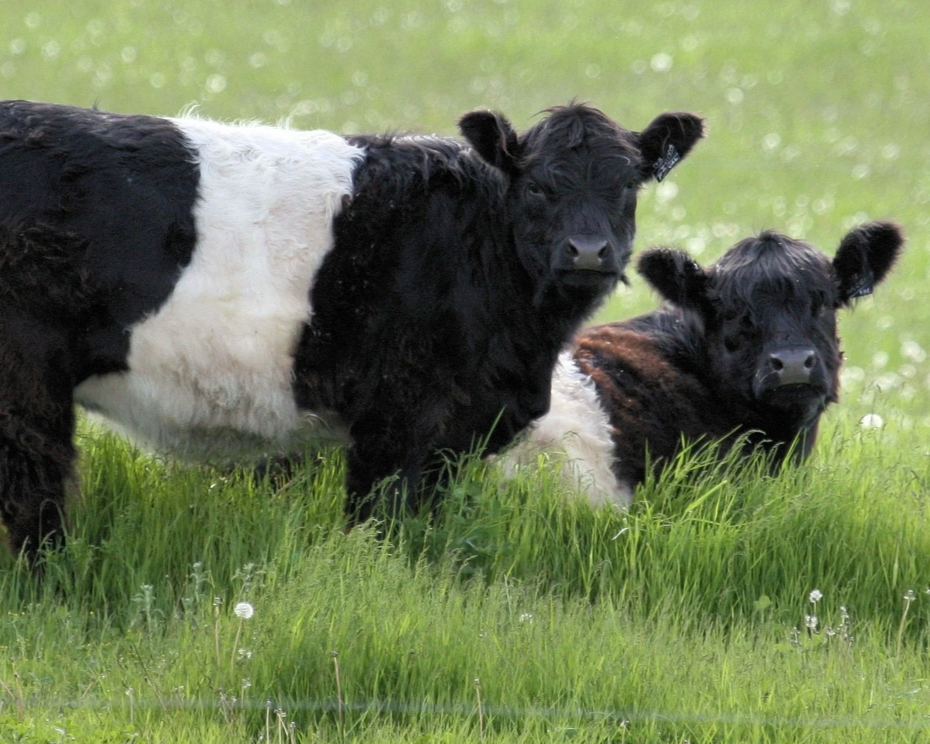 Belted Galloway Calf