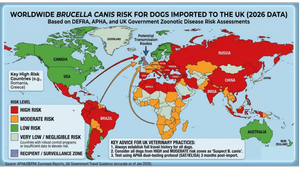 Imported & Travelled Dogs: Brucellosis & Disease Screening — Real Vets