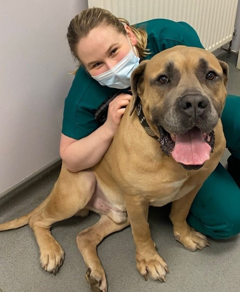 Our Commitment To You — Real Vets Ltd