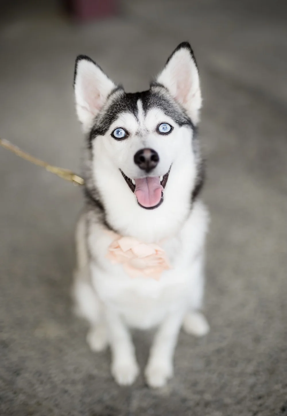 About — @sapphie_the_pomsky
