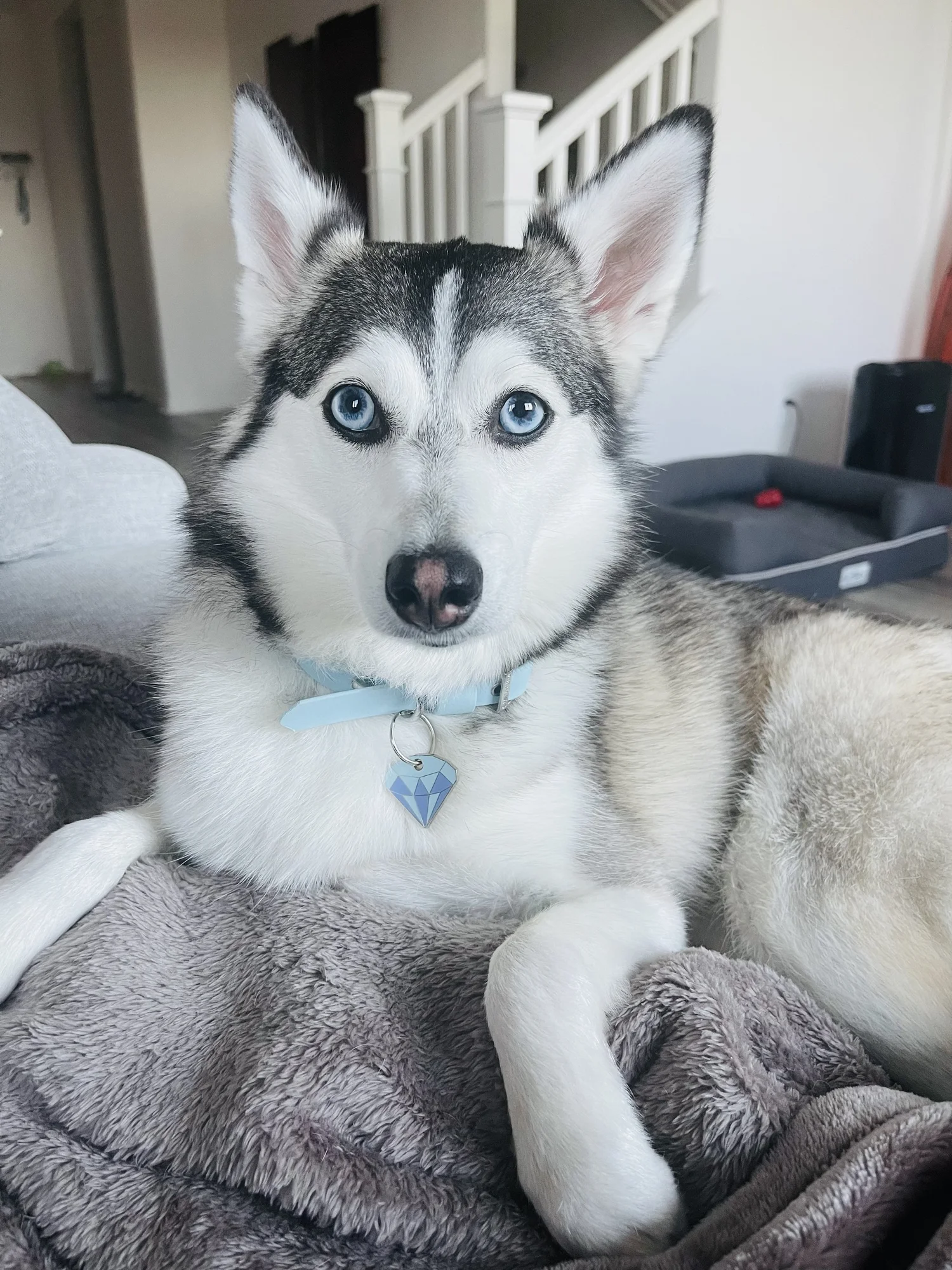 About — @sapphie_the_pomsky