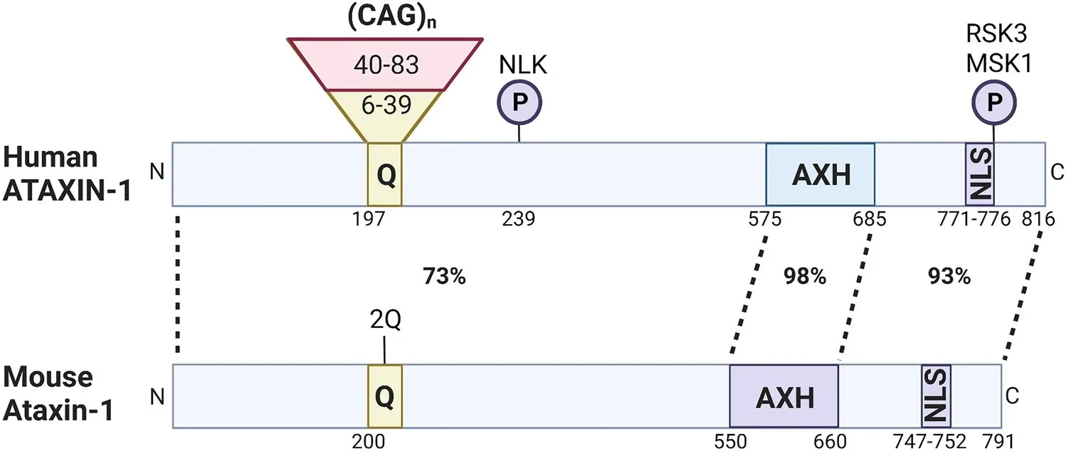 About — THE LIM LAB