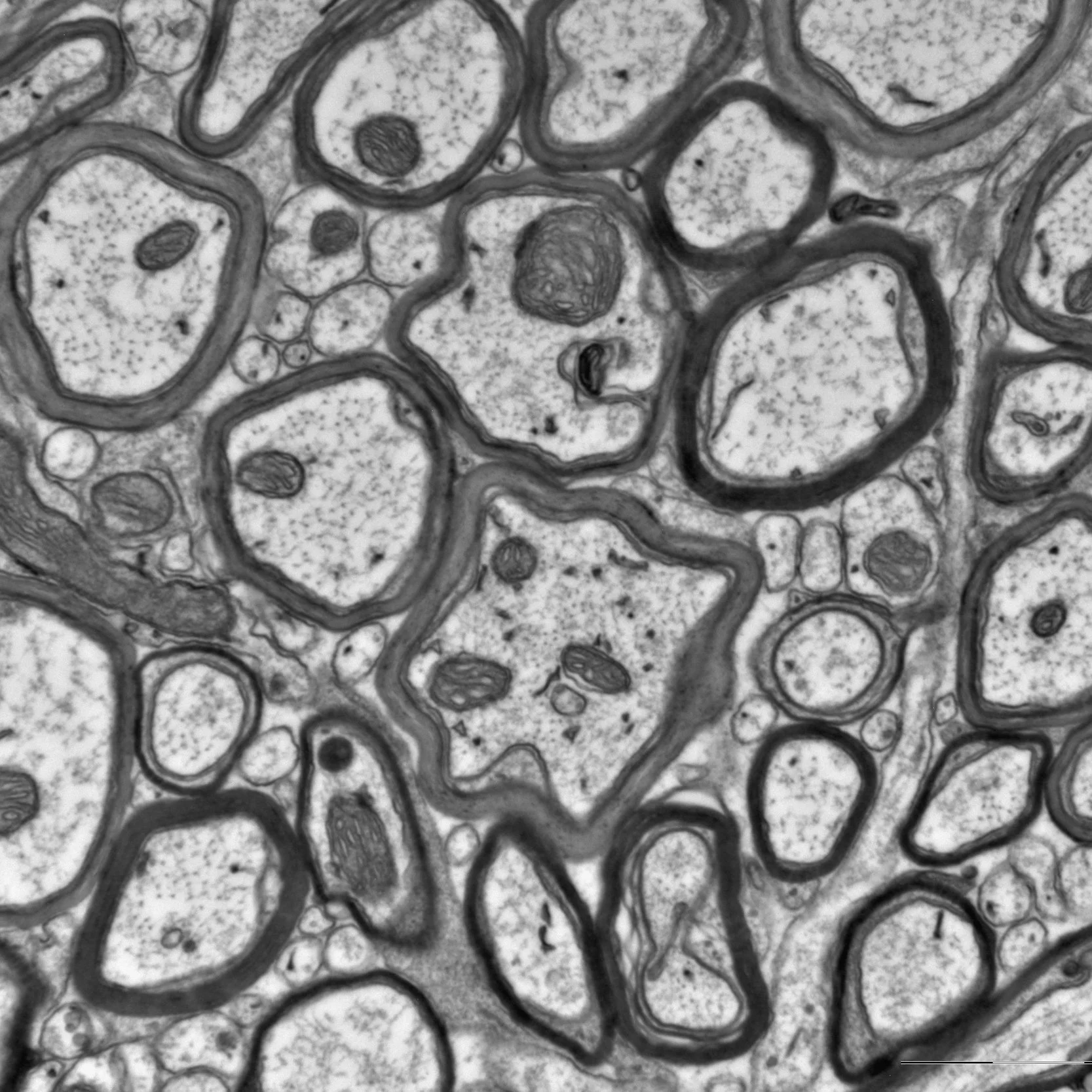 About — THE LIM LAB