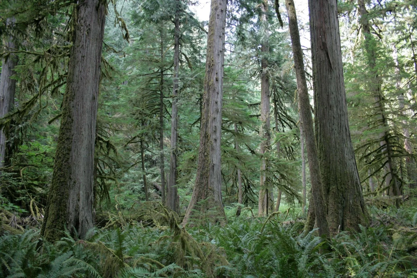 Western Red Cedar - Quick Facts You May Not Know — West Bay Forest ...