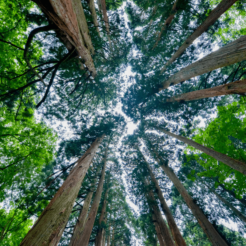 Responsible Cedar — West Bay Forest Products — Your Western Red Cedar ...
