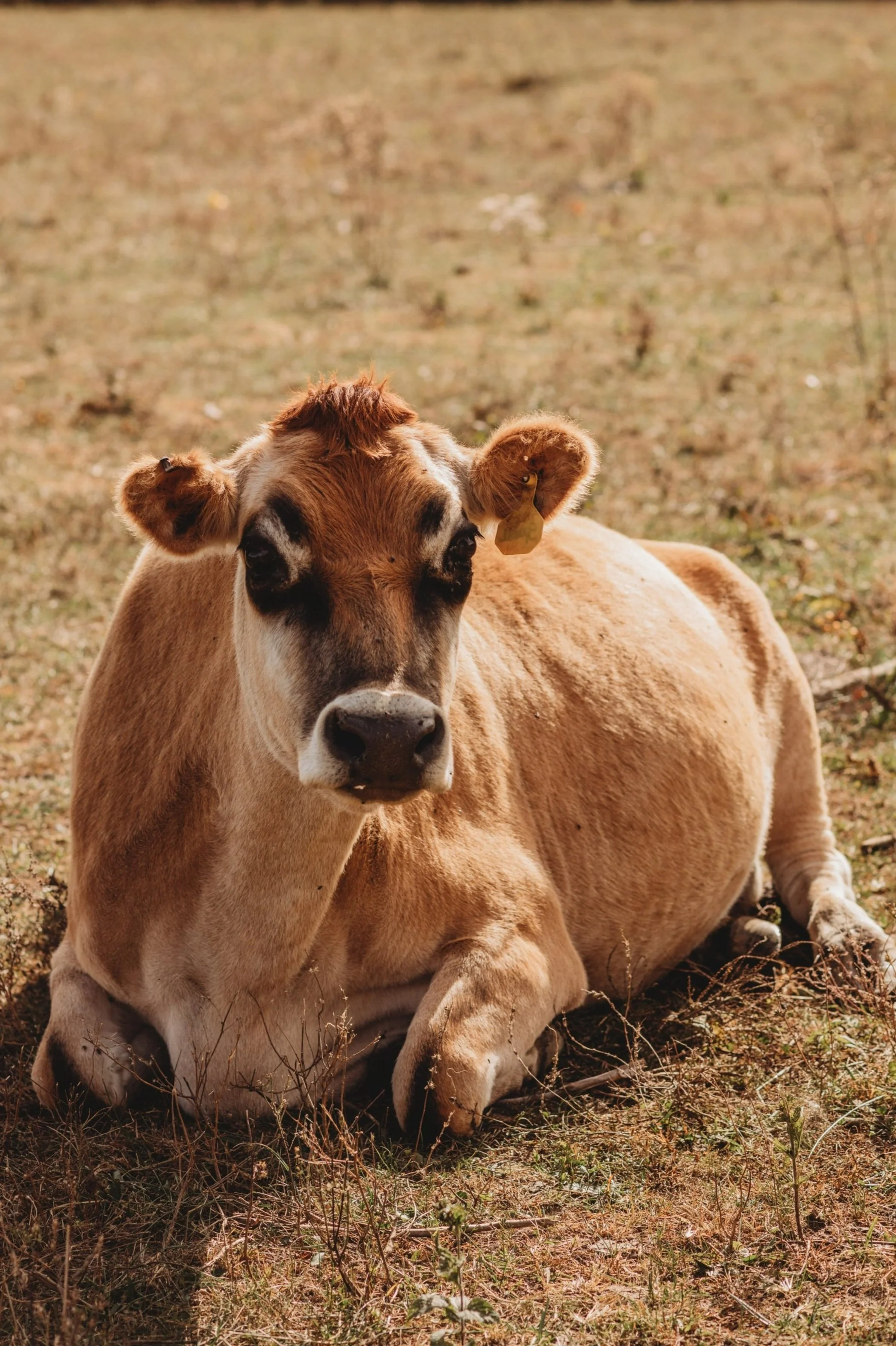 Adopt a Cow — Martha & Tom's Farm