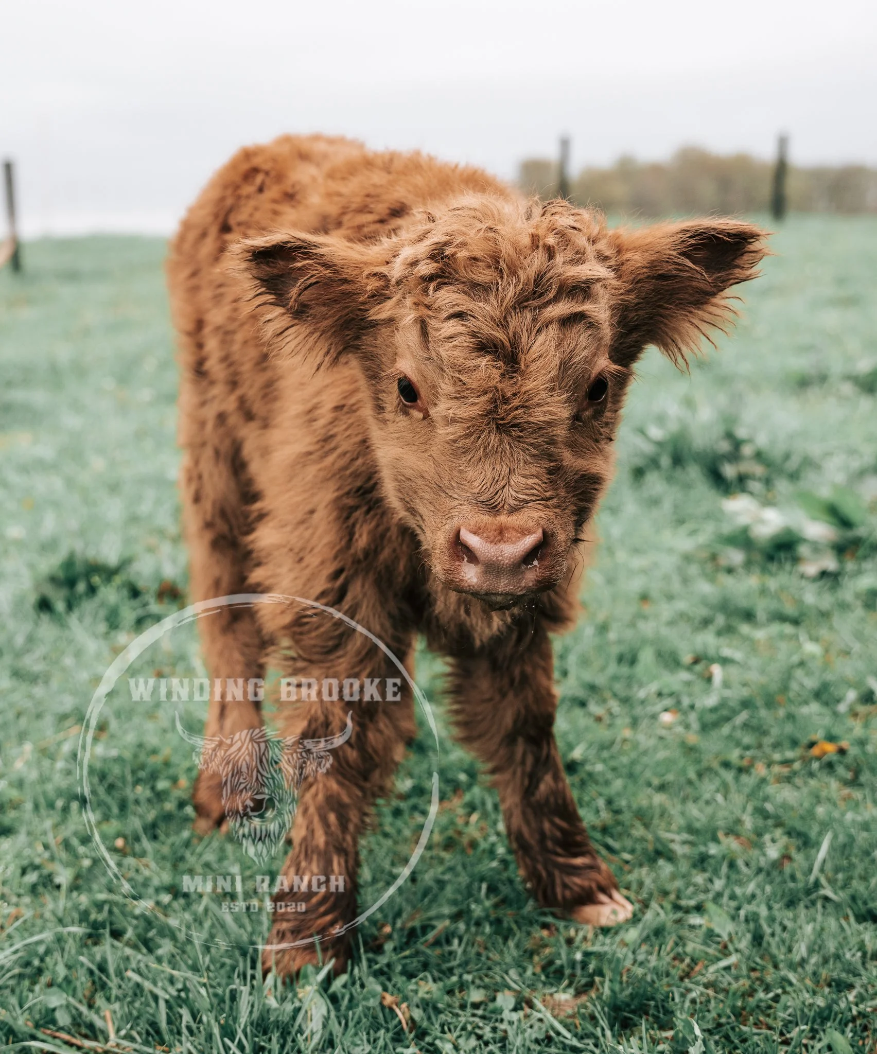 General 4 — Winding Brooke Mini Ranch