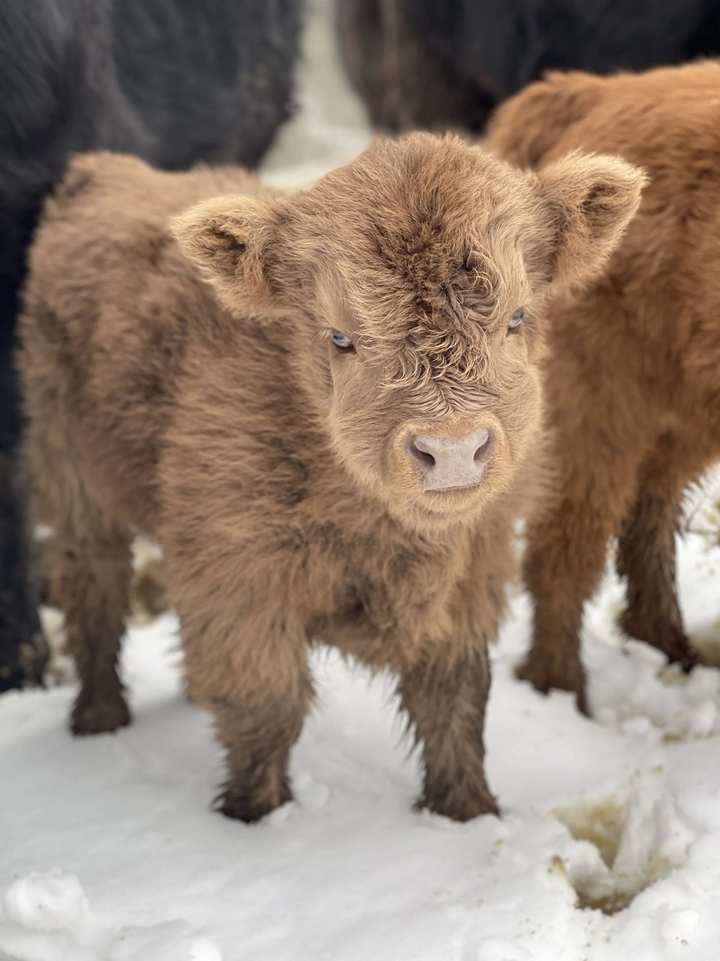 Winding Brooke Mini Ranch