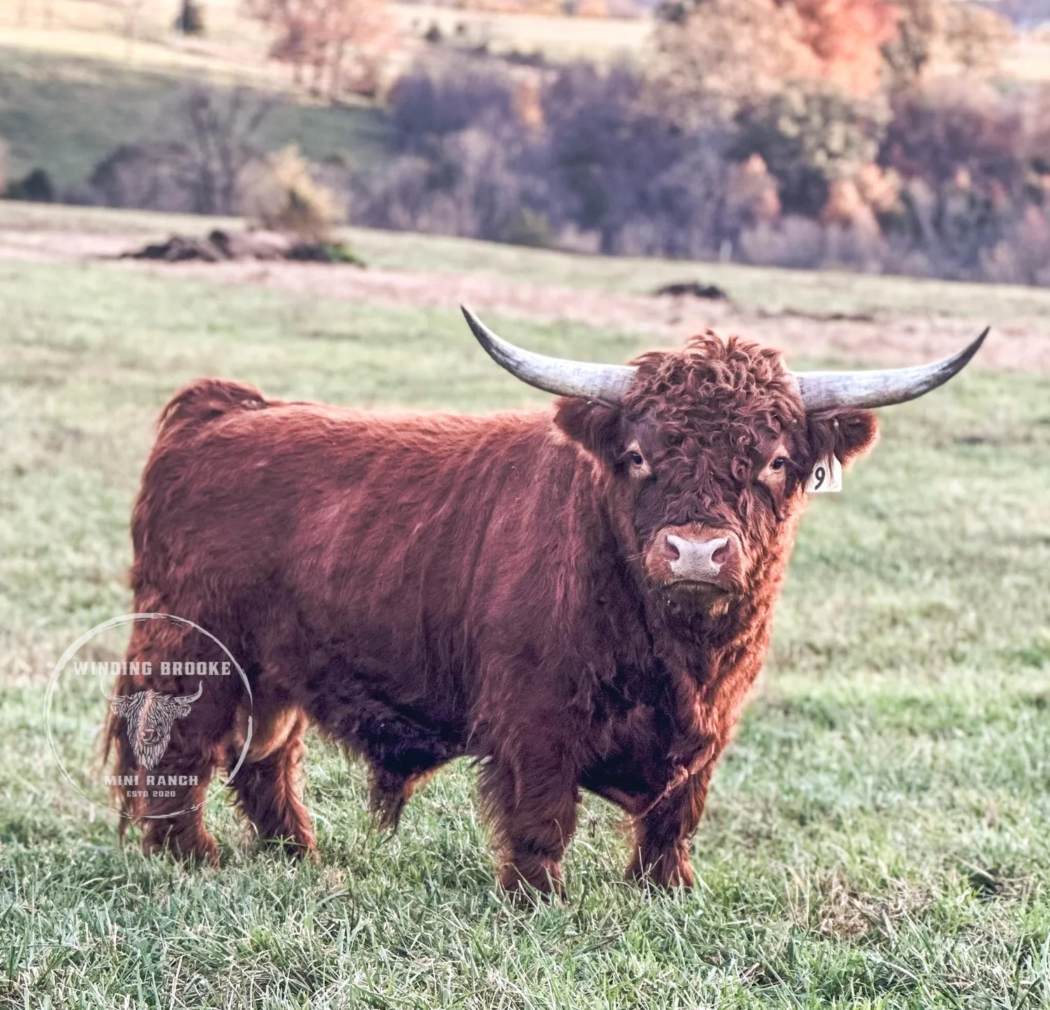 Our Fold | Discover Quality Cattle — Get Started Now — Winding Brooke ...