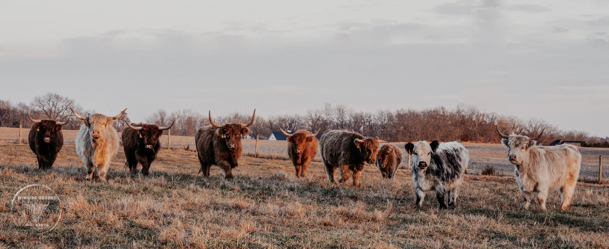 Photos — Winding Brooke Mini Ranch