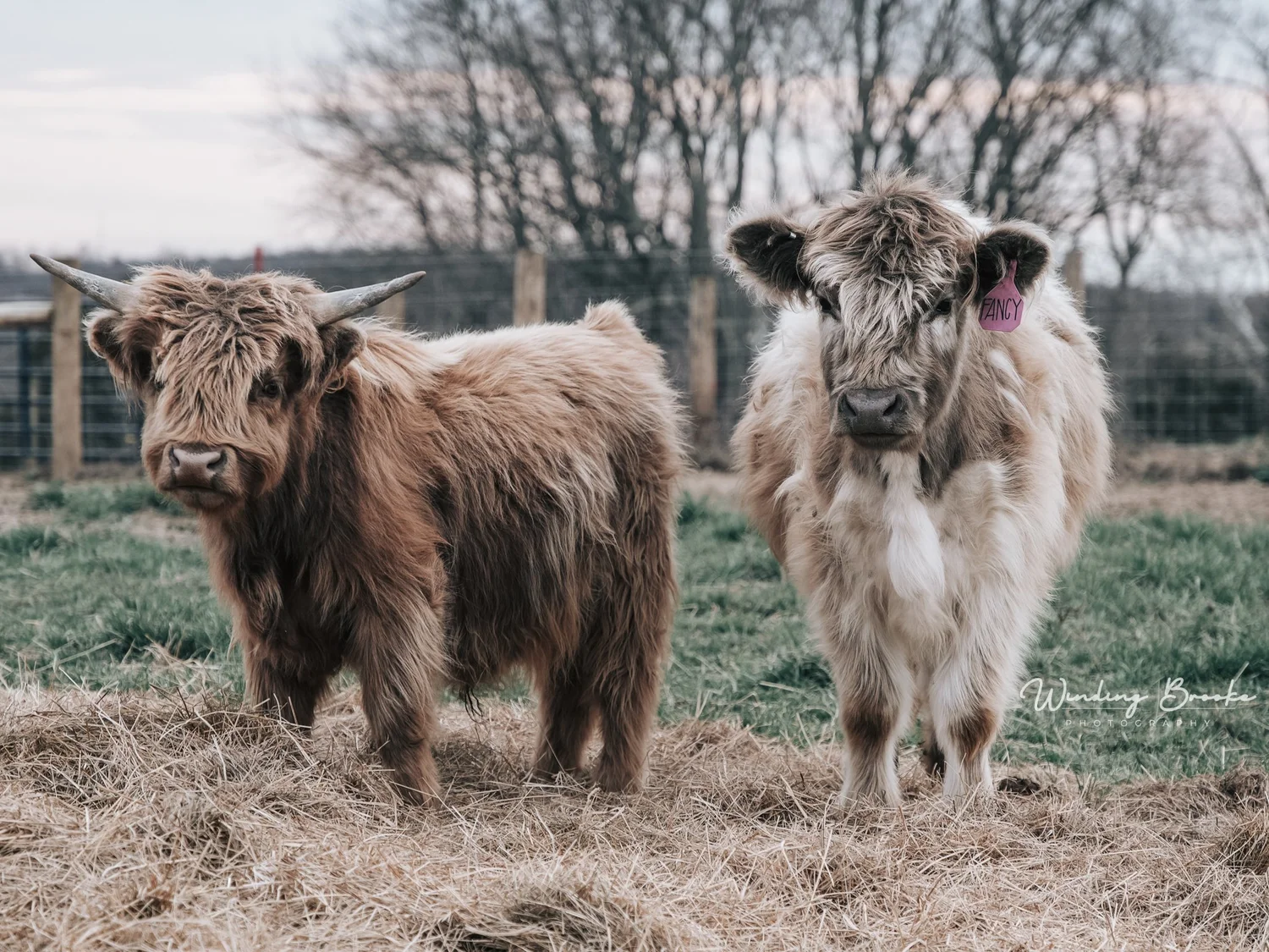 Winding Brooke Mini Ranch | Discover Quality Mini Cattle — Get Yours Today