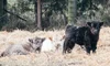 Winding Brooke Mini Ranch | Discover Quality Mini Cattle — Get Yours Today