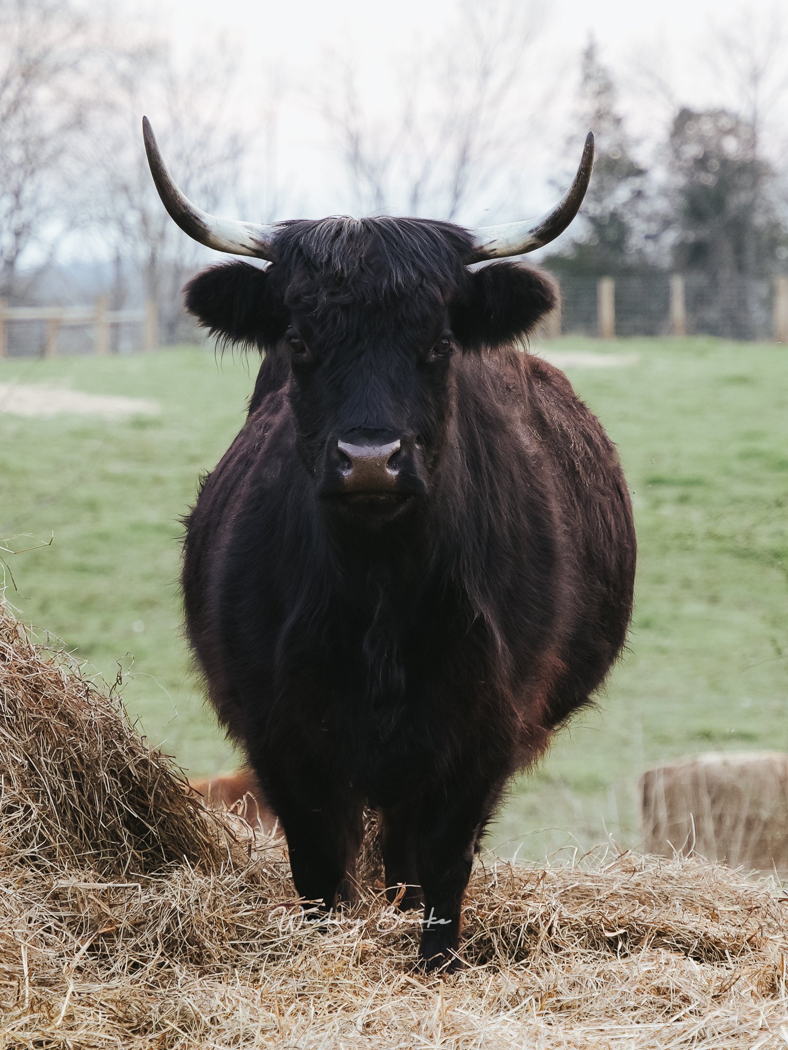 Our Fold — Winding Brooke Mini Ranch