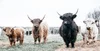 Winding Brooke Mini Ranch | Discover Quality Mini Cattle — Get Yours Today