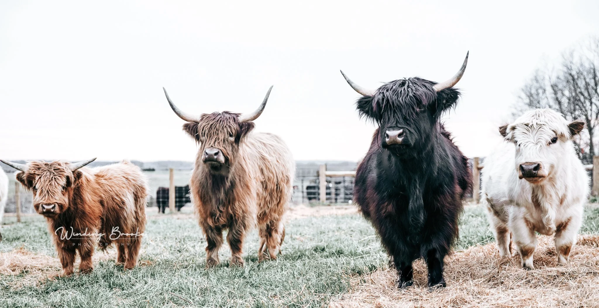 Winding Brooke Mini Ranch