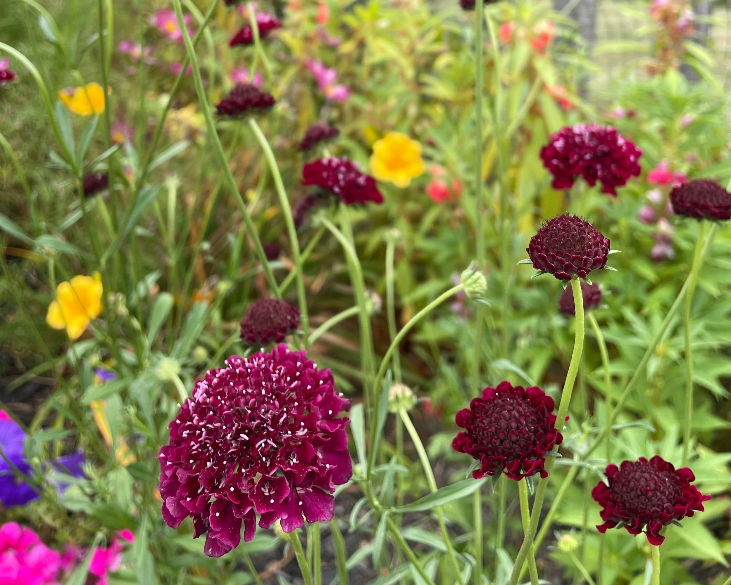 Fields Market Garden
