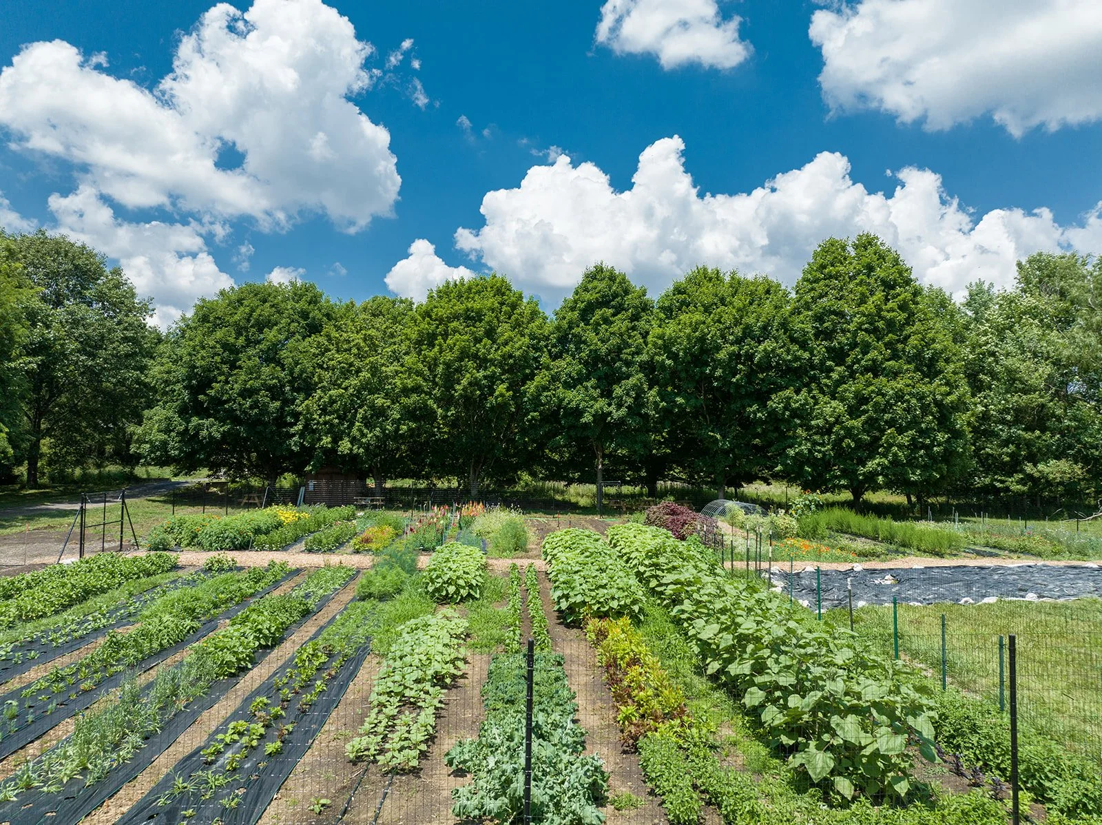 Fields Market Garden