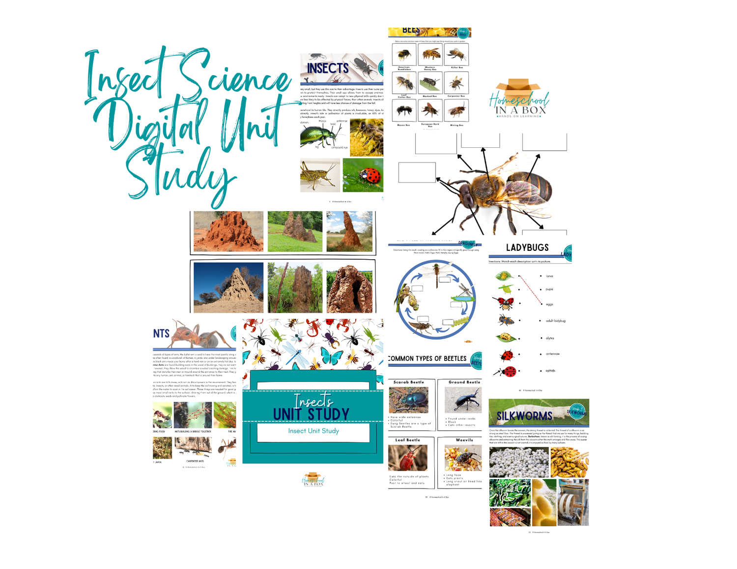 Dinosaur Digital Unit Study — Homeschool In A Box