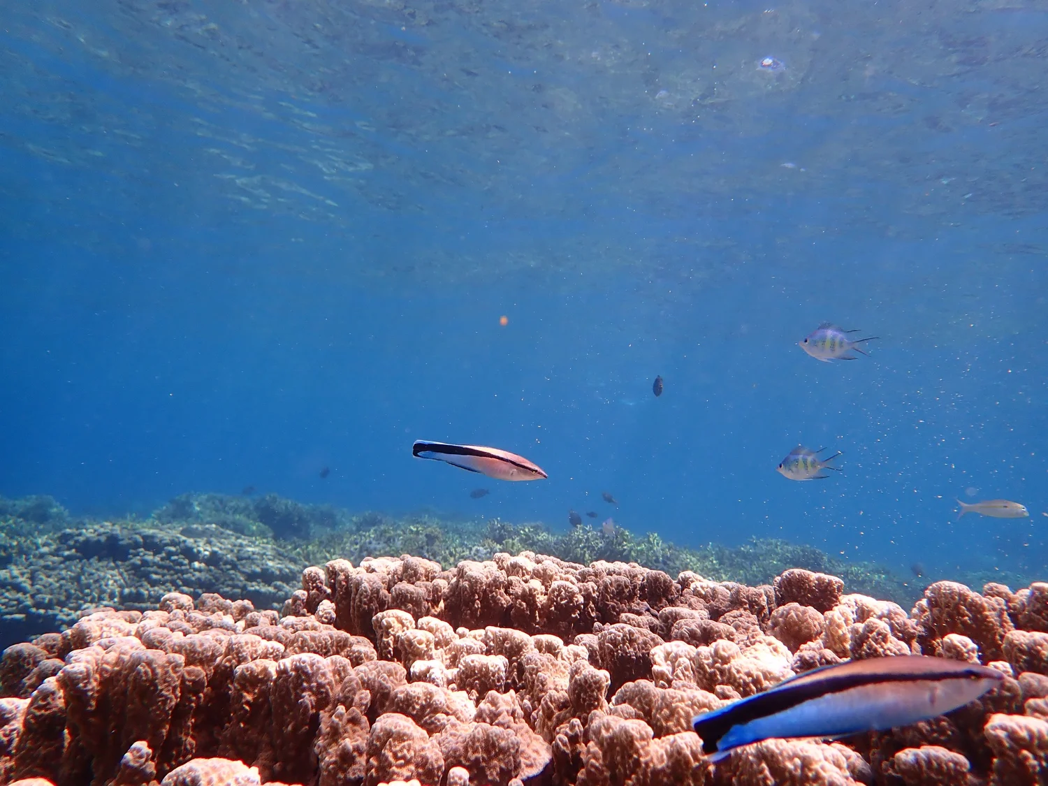 Guam's Marine Preserves — Guam Coral Reef Initiative