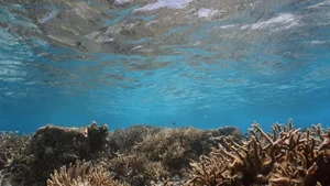 Marianas Reefs — Guam Coral Reef Initiative