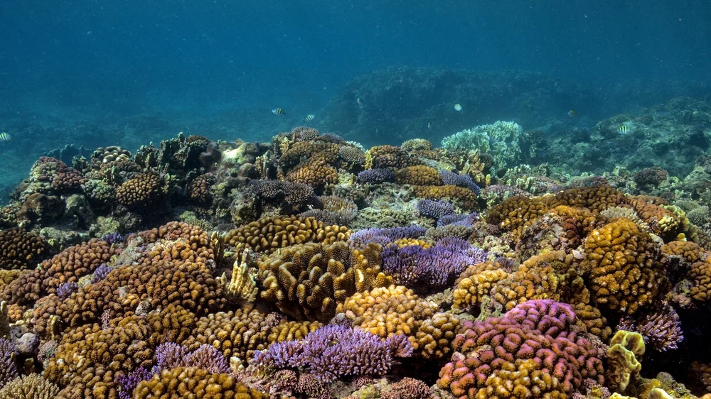 Guam Coral Reef Initiative