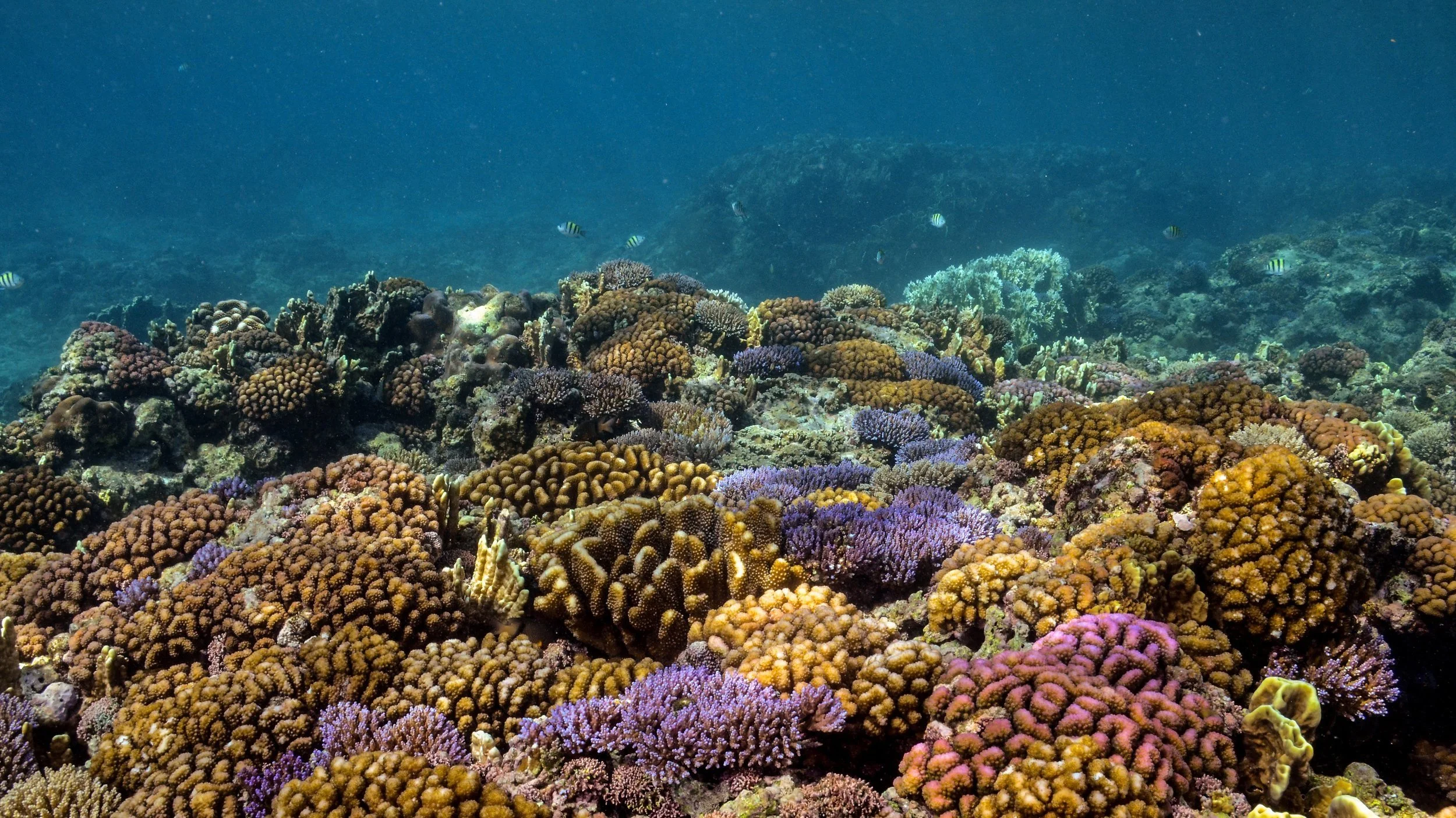 Guam Coral Reef Initiative