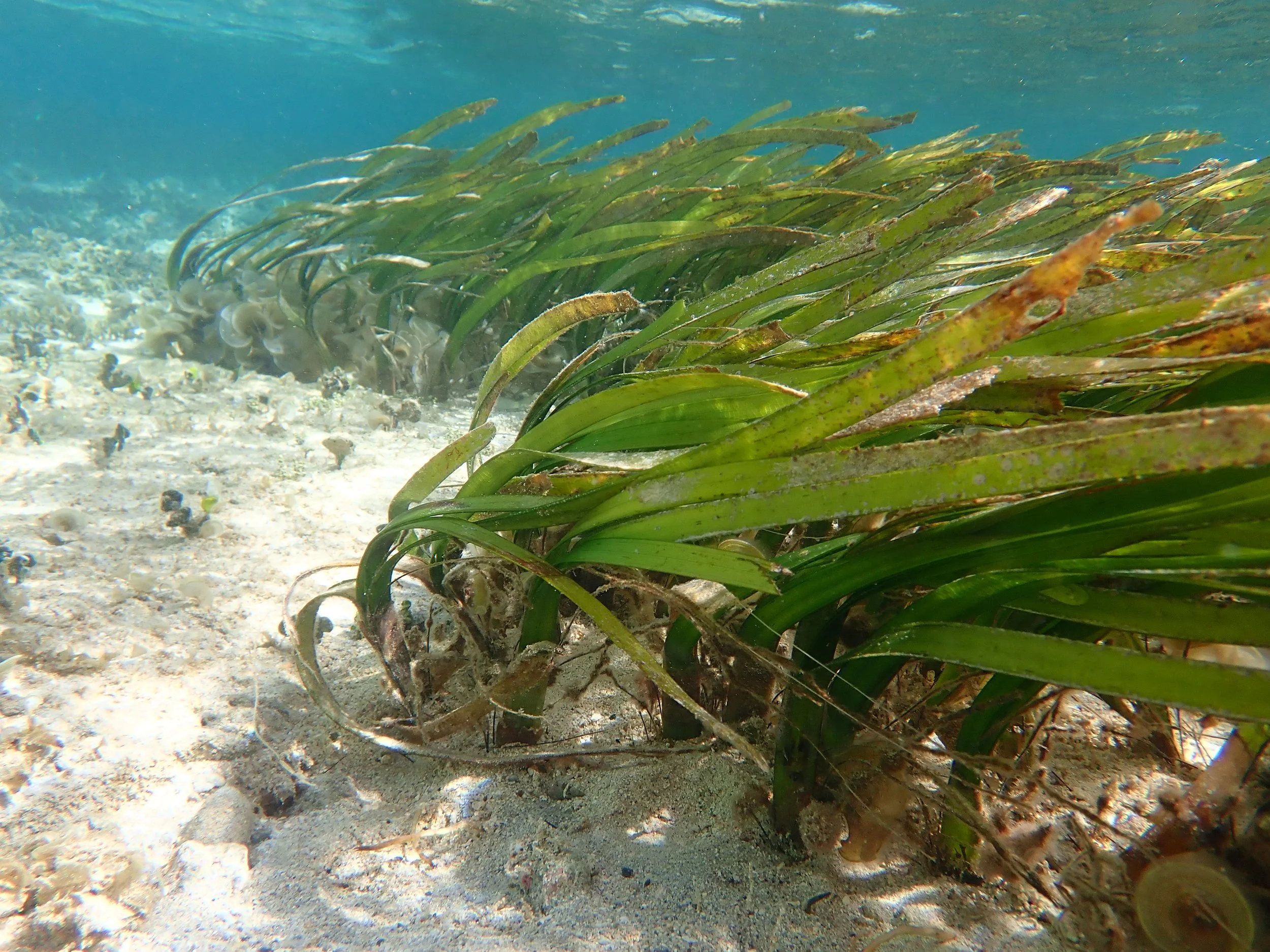 Guam's Marine Preserves — Guam Coral Reef Initiative