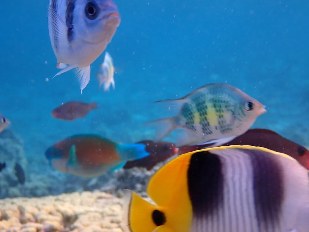Marianas Reefs — Guam Coral Reef Initiative