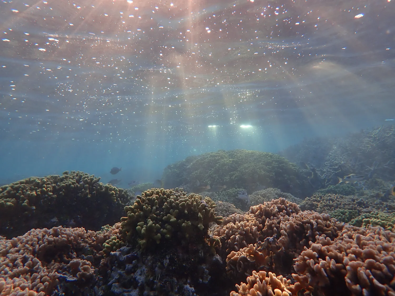 Guam's Marine Preserves — Guam Coral Reef Initiative