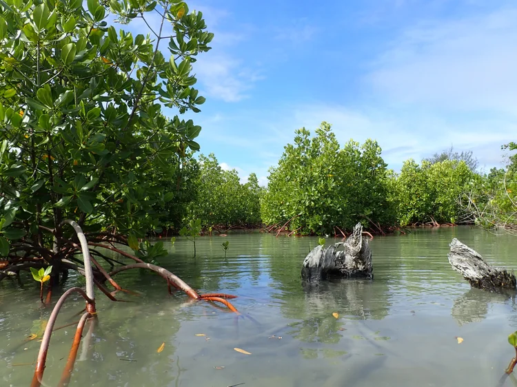 Guam Coral Reef Initiative