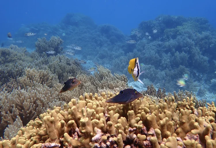 Guam's Coral Reefs — Guam Coral Reef Initiative