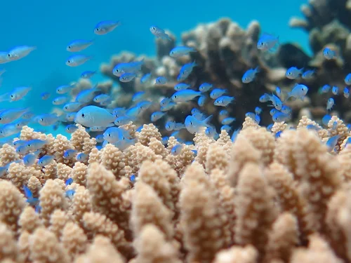 Guam Coral Reef Initiative