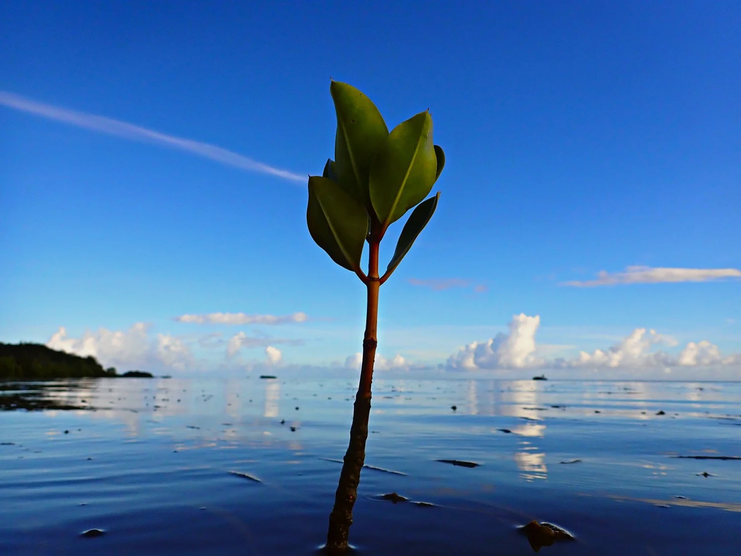 Guam's Mangroves — Guam Coral Reef Initiative