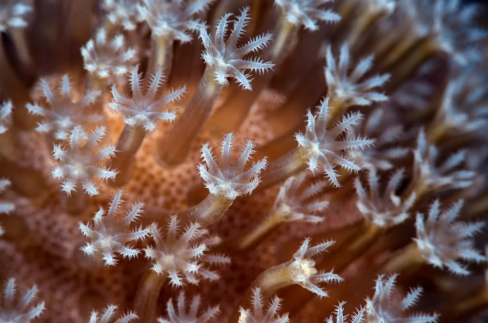 Guam's Coral Reefs — Guam Coral Reef Initiative