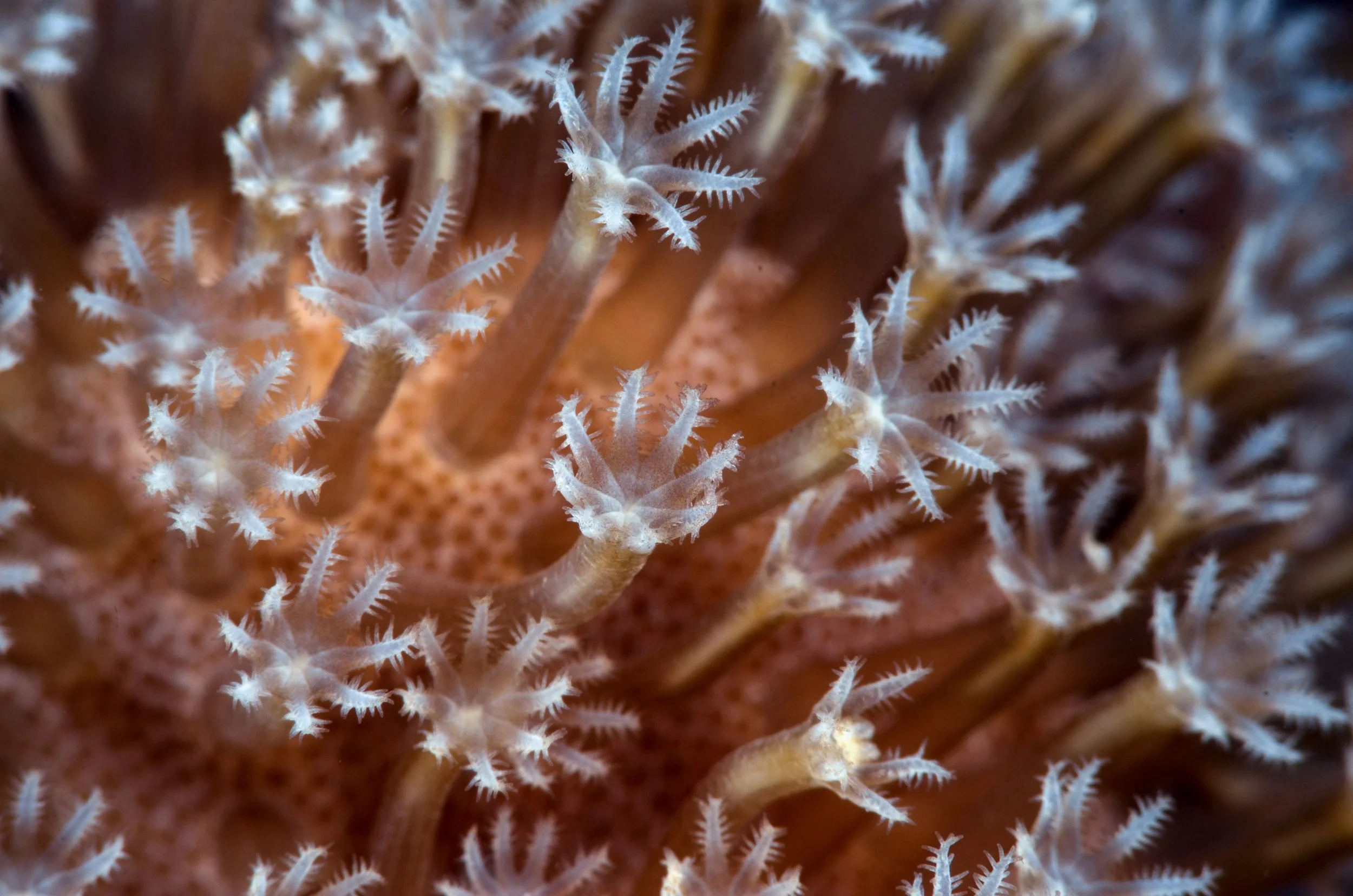 Guam's Coral Reefs — Guam Coral Reef Initiative