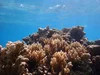 Guam's Coral Reefs — Guam Coral Reef Initiative