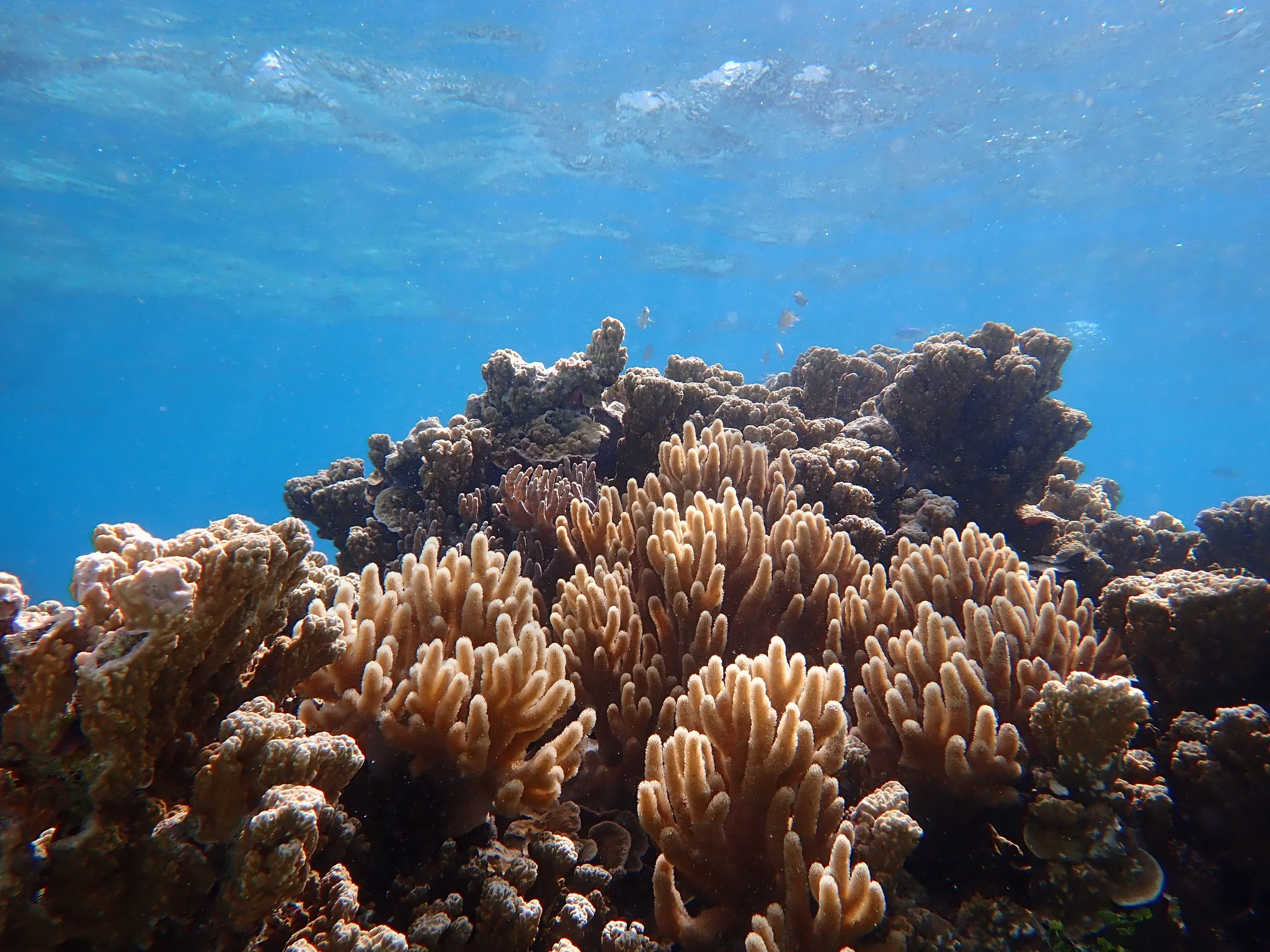 Guam's Coral Reefs — Guam Coral Reef Initiative