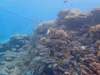 Guam's Coral Reefs — Guam Coral Reef Initiative
