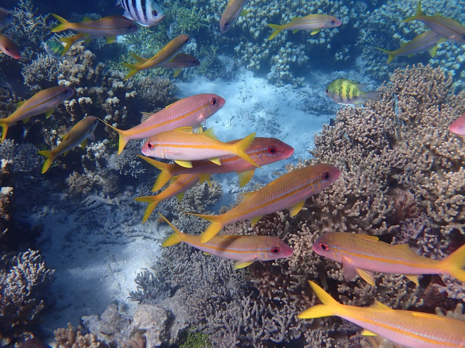 Guam's Coral Reefs — Guam Coral Reef Initiative